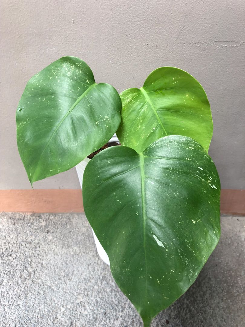 Monstera B. Albo, Furniture & Home Living, Gardening, Plants & Seeds on ...