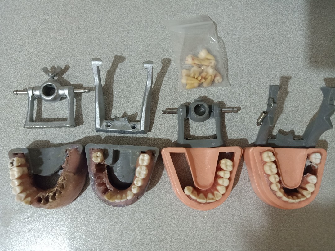 Phantom Jaw, Model Teeth, Real Teeth, Beauty & Personal Care, Oral Care ...