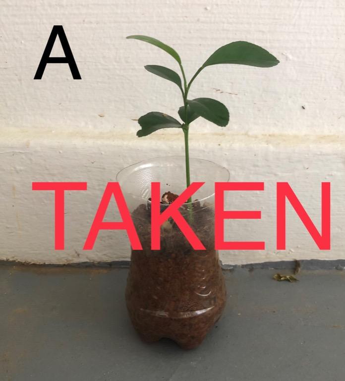 Pond apple and lemon tree saplings for free (or plant exchange ...