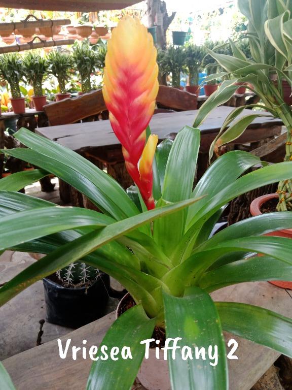Vriesea Tiffany, Furniture & Home Living, Gardening, Plants & Seeds on ...
