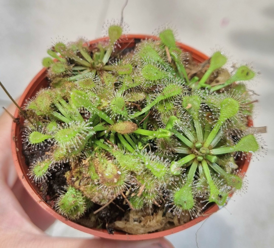 5 sundews (8cm medium pot), Furniture & Home Living, Gardening, Plants ...