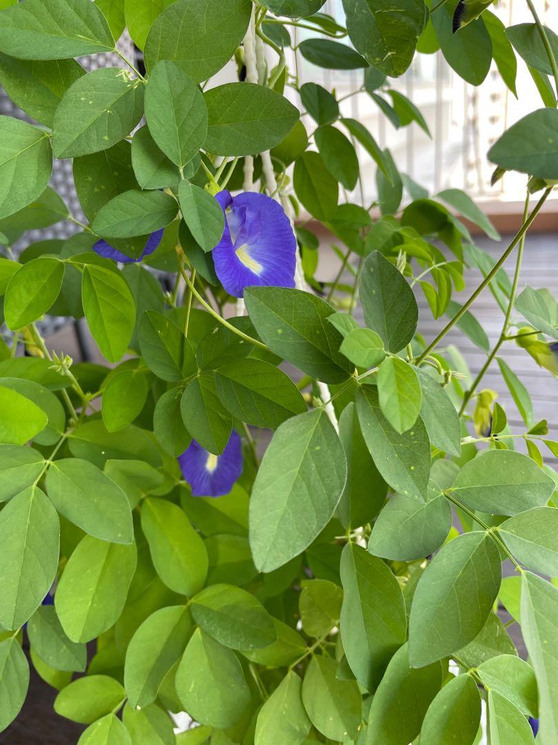 Blue Butterfly Pea Plant, Furniture & Home Living, Gardening, Plants ...
