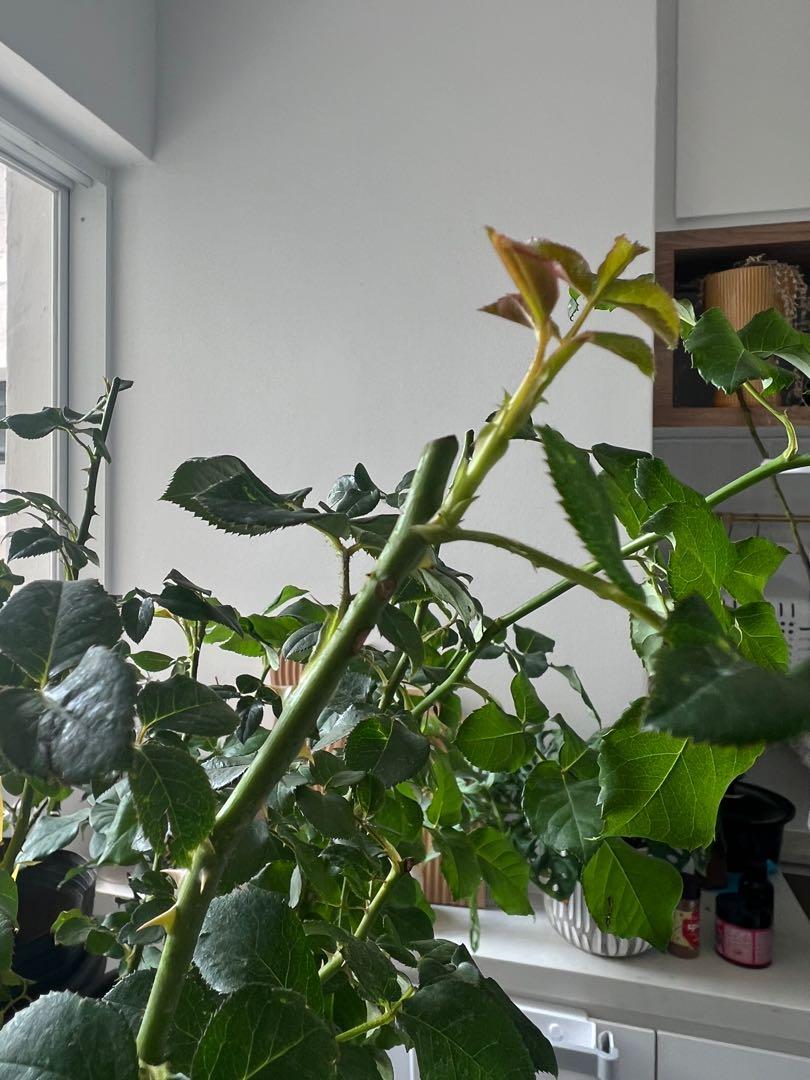 Carey rose plant (David Austin), Furniture & Home Living, Gardening ...