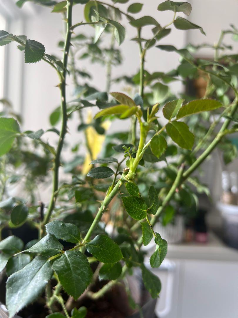 Carey rose plant (David Austin), Furniture & Home Living, Gardening ...