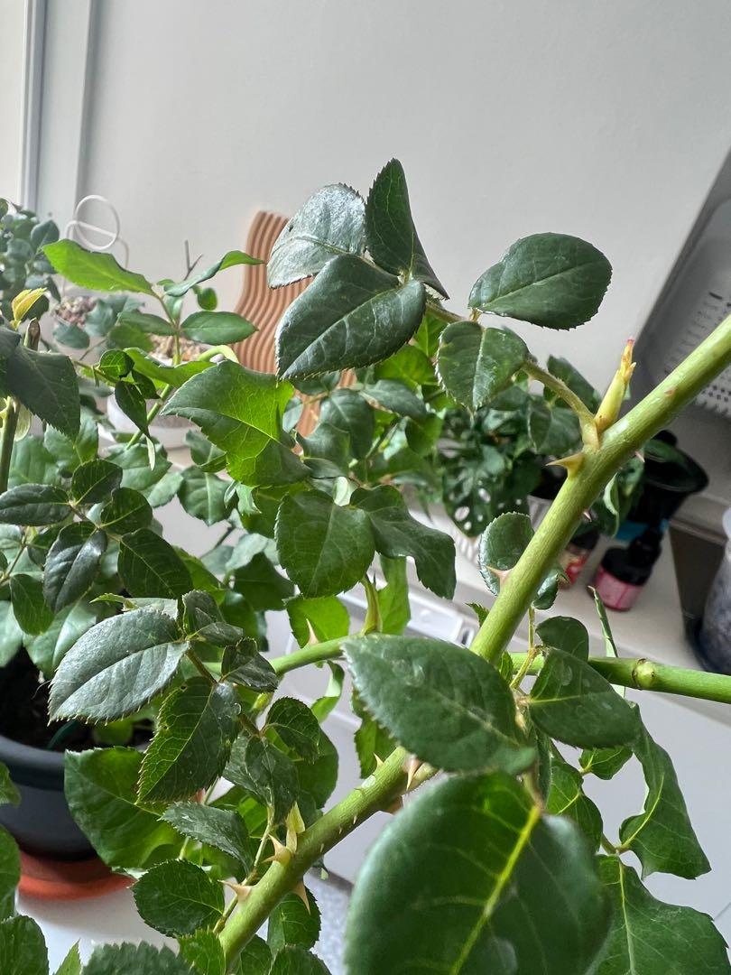 Carey rose plant (David Austin), Furniture & Home Living, Gardening ...