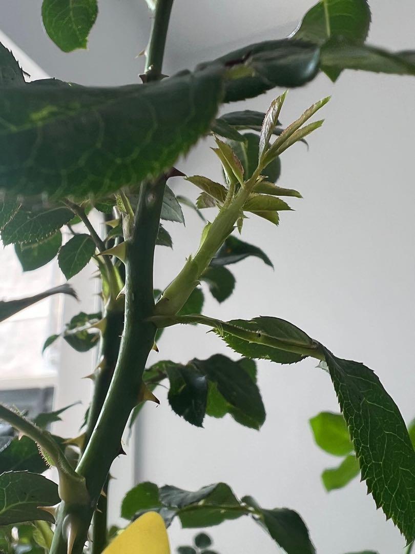 Carey rose plant (David Austin), Furniture & Home Living, Gardening ...