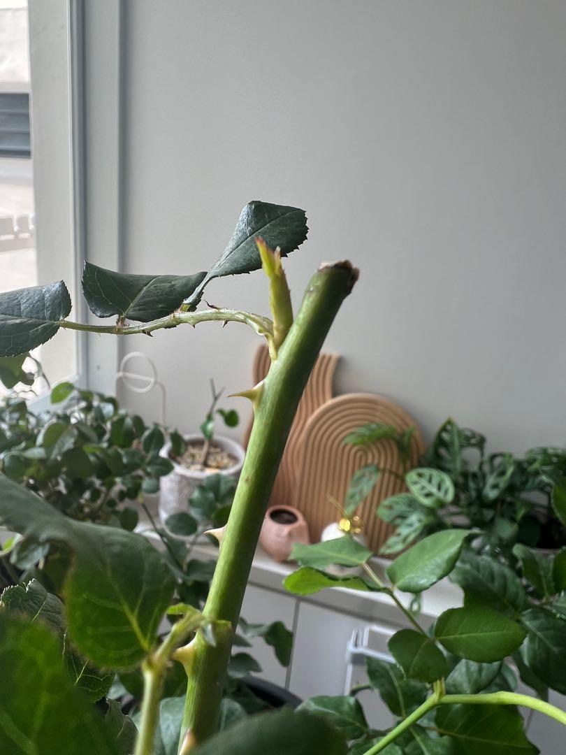 Carey rose plant (David Austin), Furniture & Home Living, Gardening ...