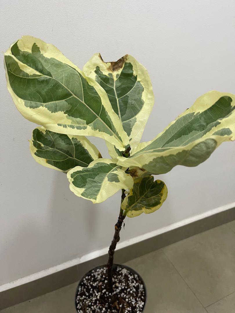 Huge Ficus Lyrata Variegated (Tall and with 2 branch), Furniture & Home ...