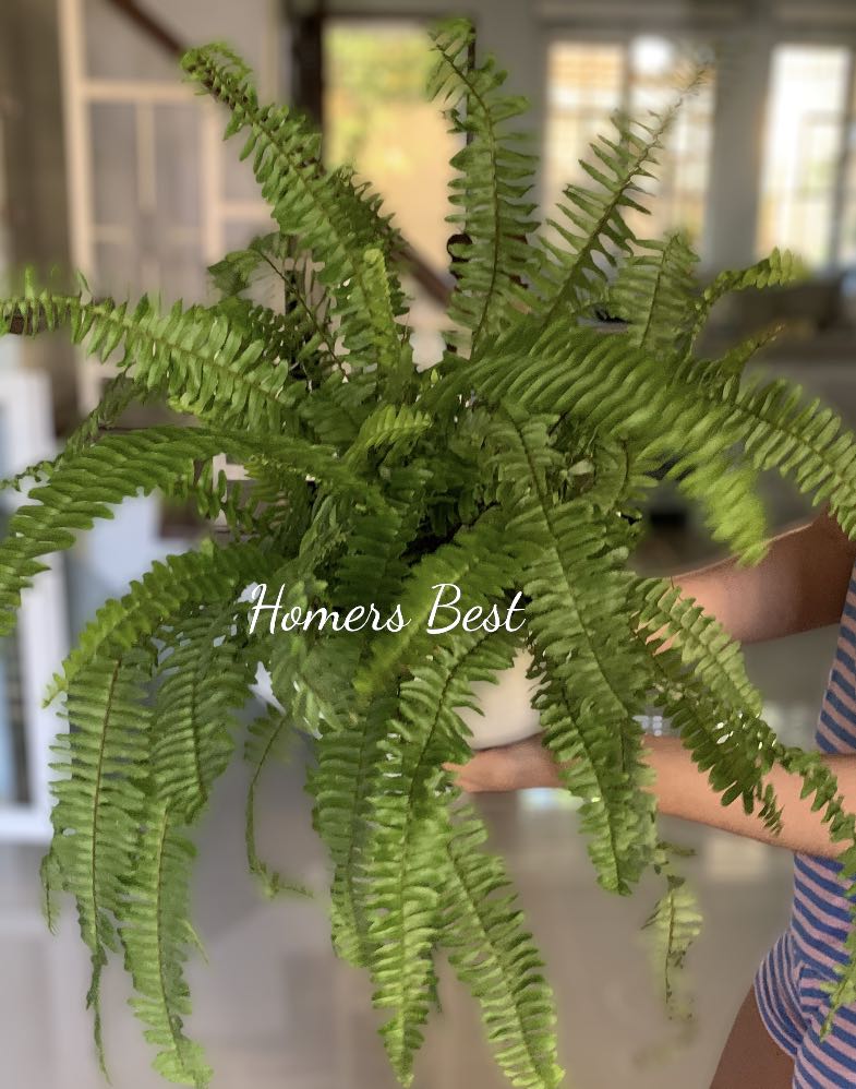 healthy boston fern in white pot, Furniture & Home Living, Gardening ...