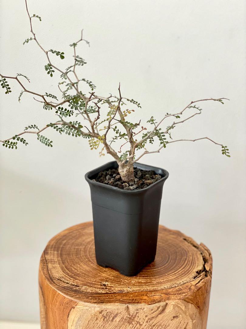 RARE Operculicarya Pachypus caudex exotic Madagascar plant, Furniture & Home Living, Gardening ...