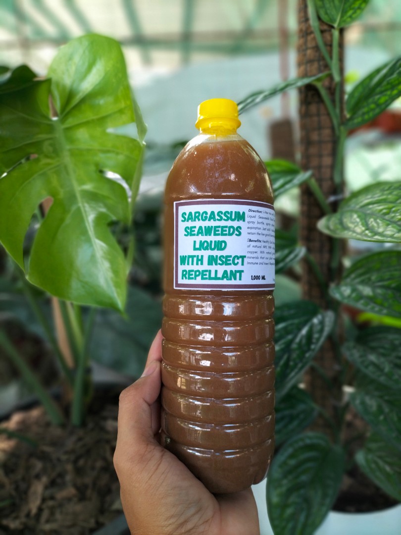 Sargassum Liquid Foliar Fertilizer 1 liter, Furniture & Home Living ...