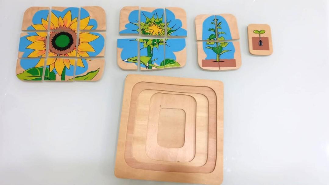 Sunflower life cycle puzzle, Hobbies & Toys, Toys & Games on Carousell