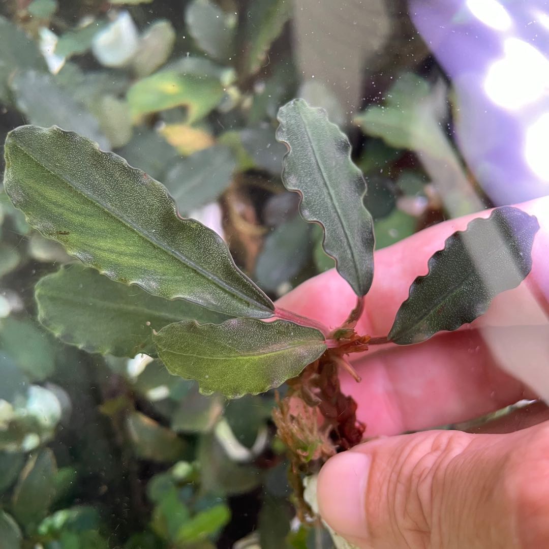 Bucephalandra Buce sp. Black Pink from Sekadau, Furniture & Home Living ...