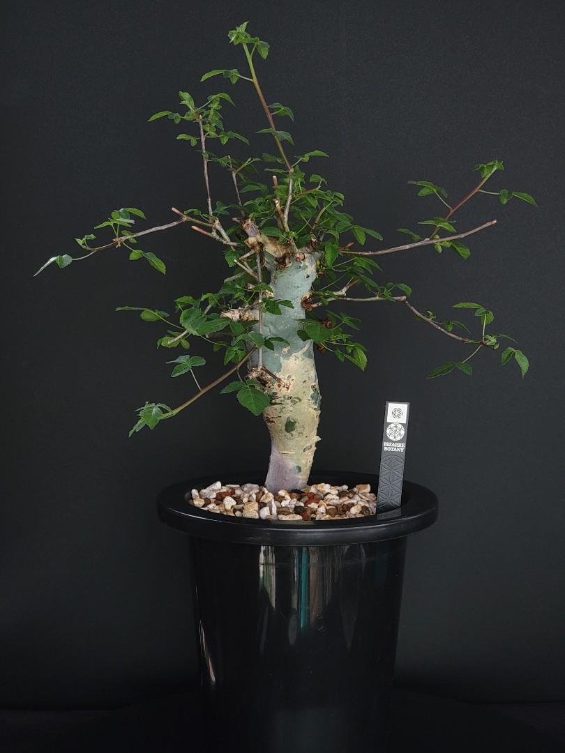 Commiphora erythraea, 傢俬＆家居, 園藝, 植物及種子 - Carousell