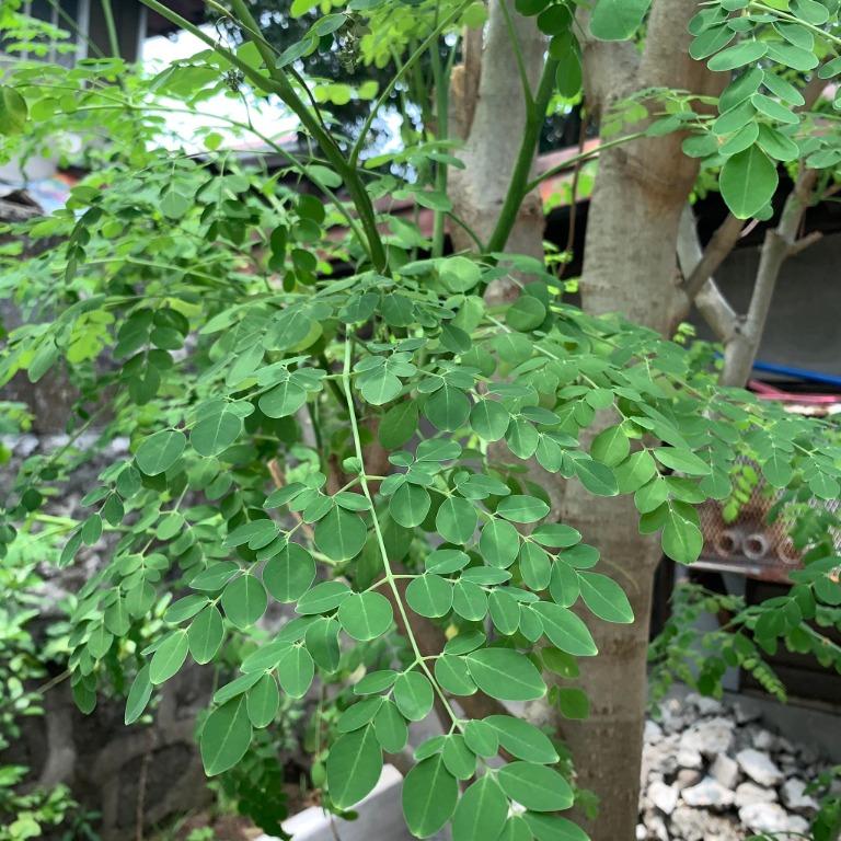Malunggay Leaves (as ingredient for cooking and etc), Furniture & Home ...