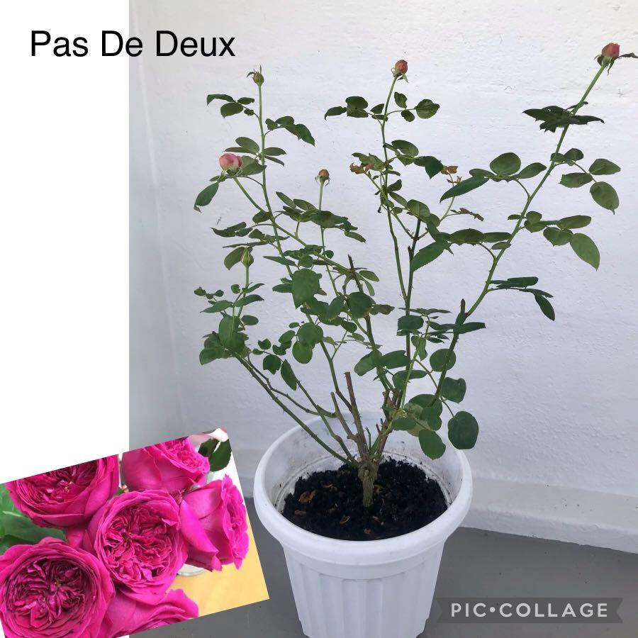 Pas De Deux Rose Plant, Furniture & Home Living, Gardening, Plants ...