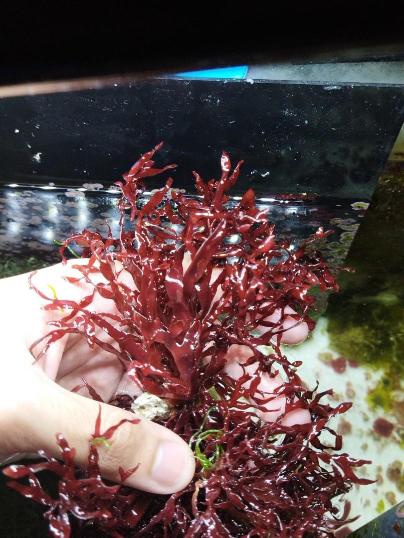 Red dragon's breath algae (Marine algae/refugium), Pet Supplies, Homes ...
