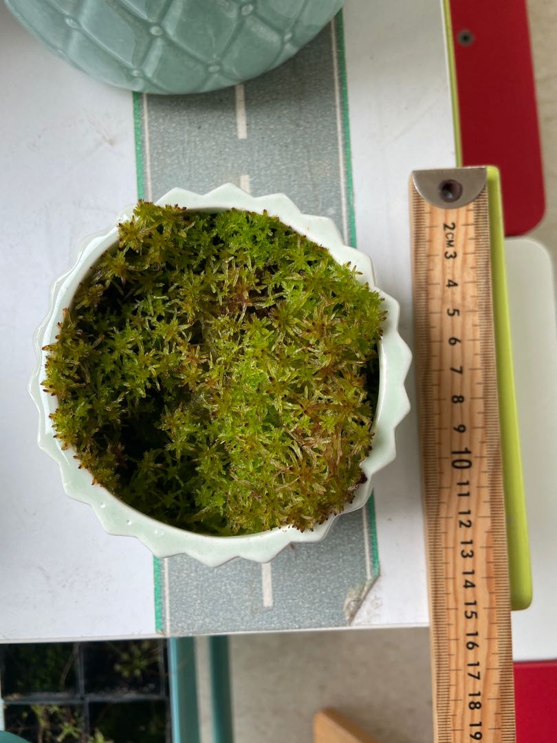 Sphagnum Moss red, Furniture & Home Living, Gardening, Plants & Seeds ...