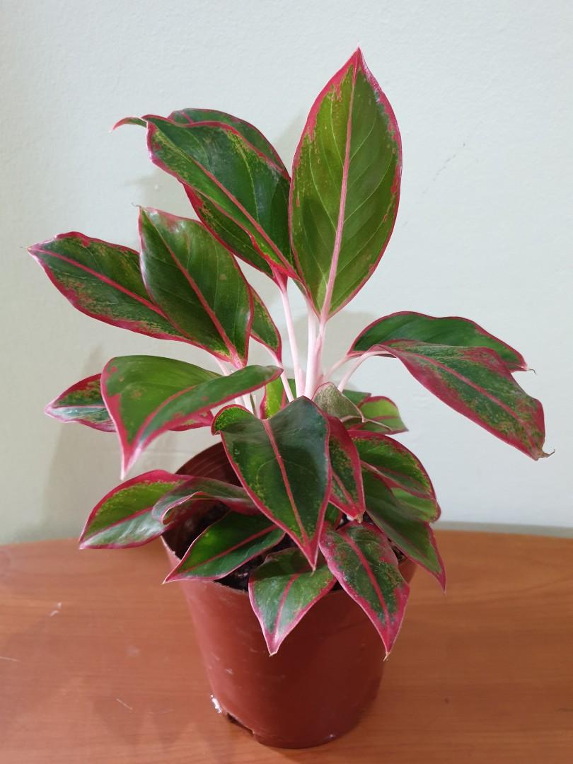 Aglaonema Red Siam / Red Siam Chinese Evergreen, Furniture & Home ...