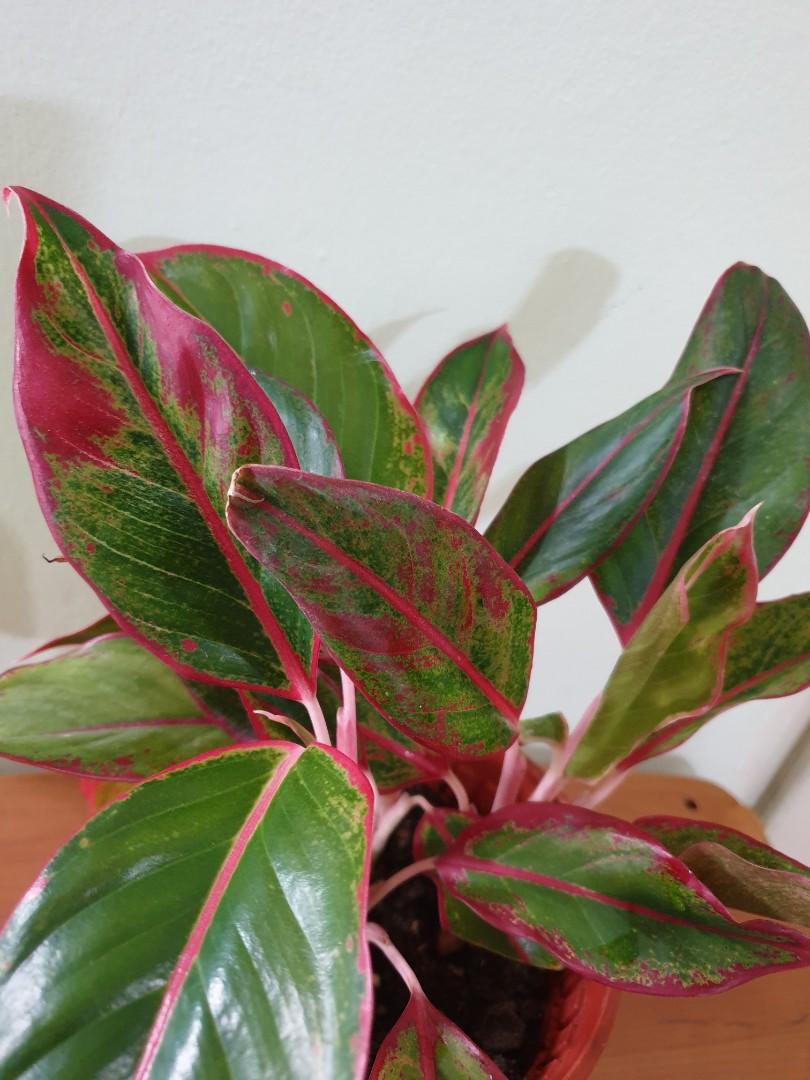 Aglaonema Red Siam / Red Siam Chinese Evergreen, Furniture & Home ...