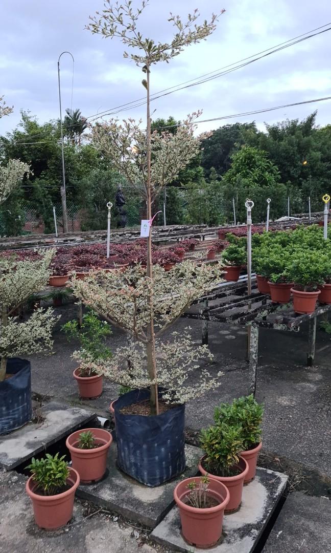 BUCIDA VARIEGATED 1.8-2M, Furniture & Home Living, Gardening, Plants ...