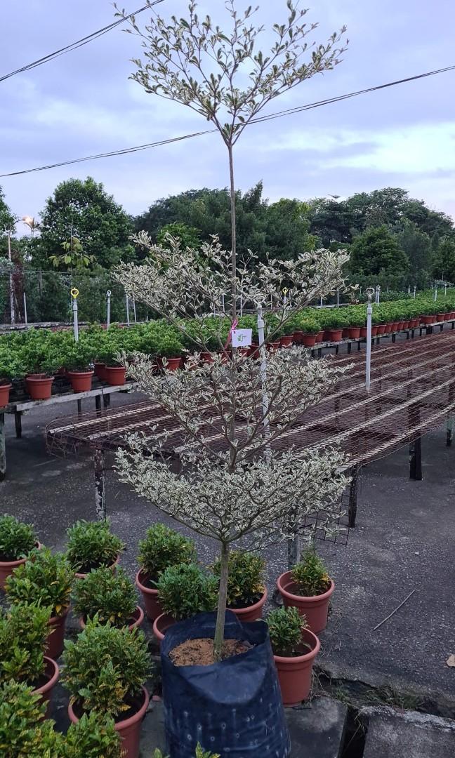 BUCIDA VARIEGATED 1.8-2M, Furniture & Home Living, Gardening, Plants ...