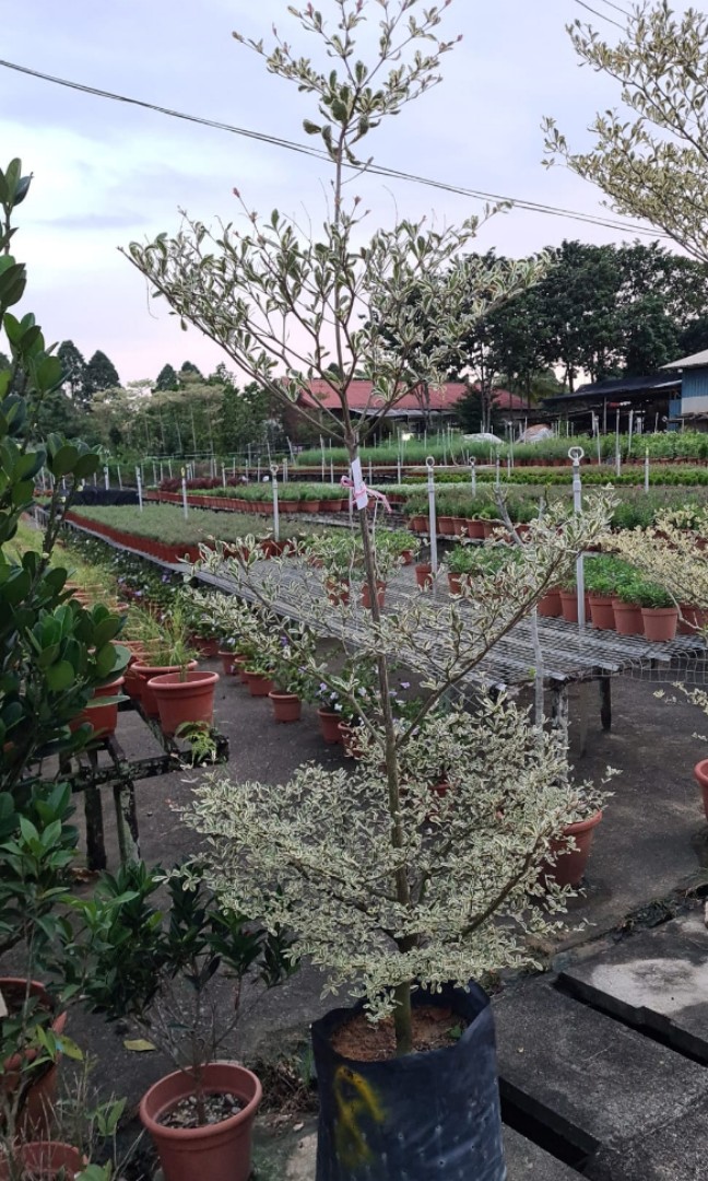 BUCIDA VARIEGATED 1.8-2M, Furniture & Home Living, Gardening, Plants ...