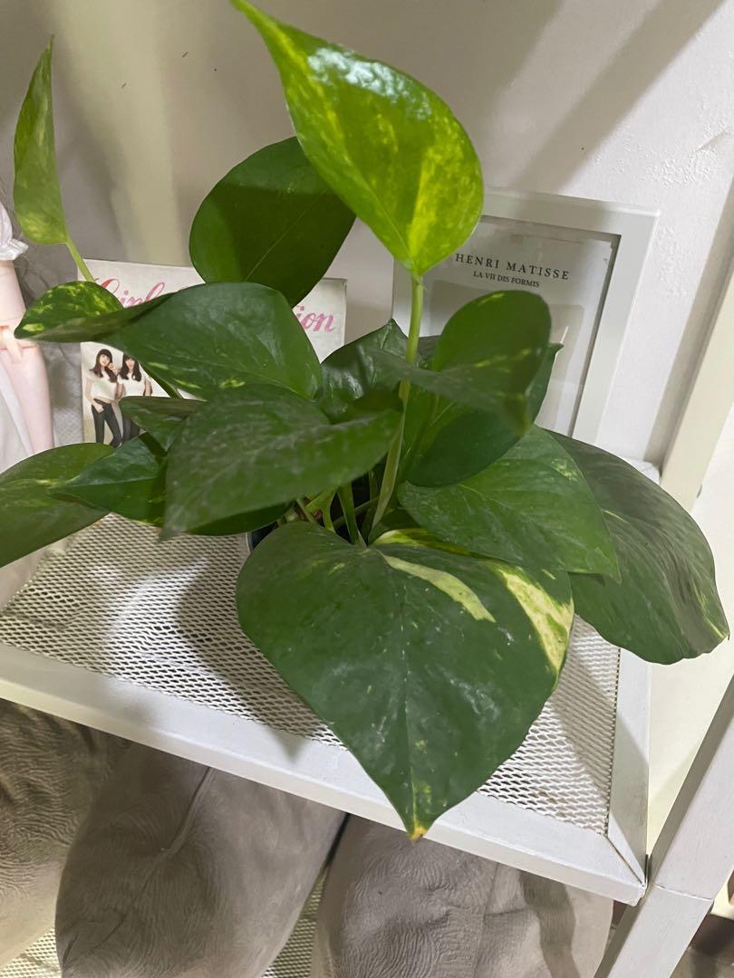 Golden pothos with ikea pot, Furniture & Home Living, Gardening, Plants ...