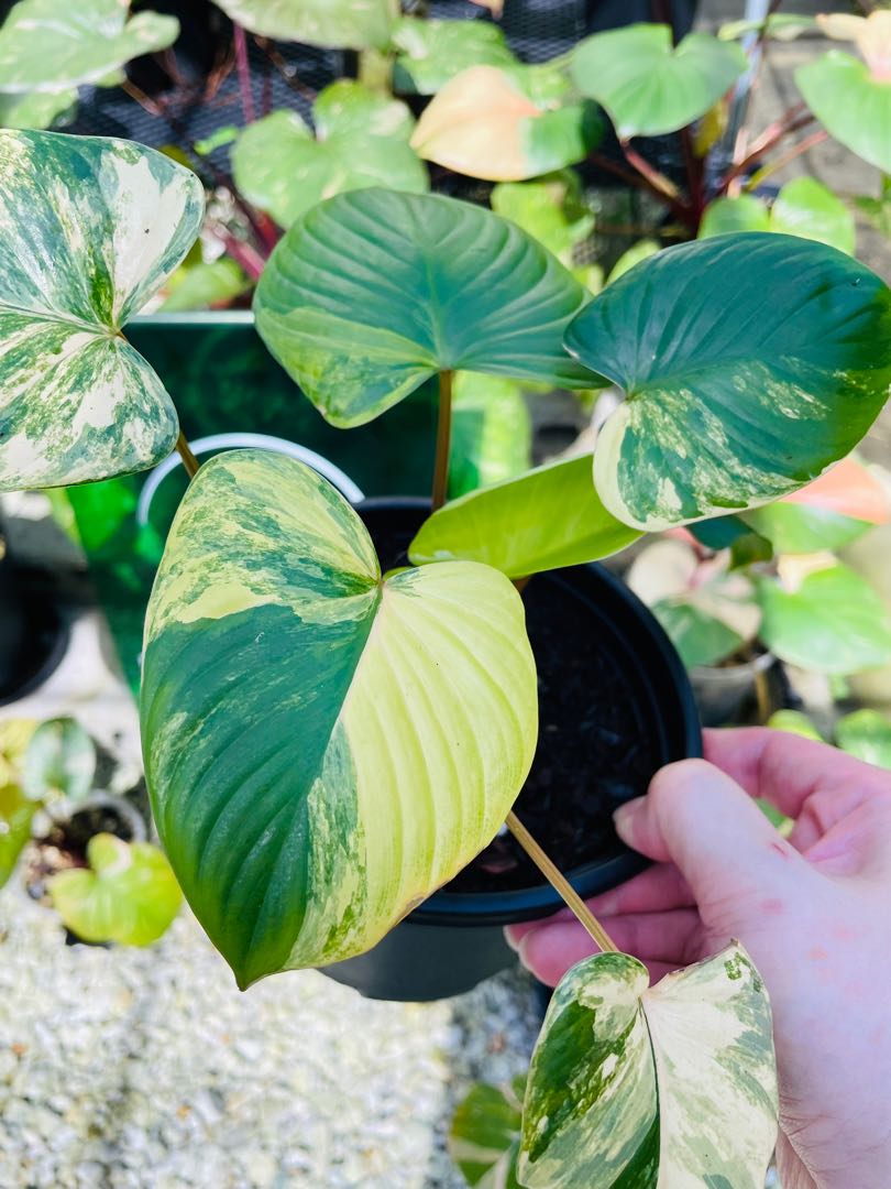 Homalomena Rubescens Variegated Yellow Sapphire , Furniture & Home ...