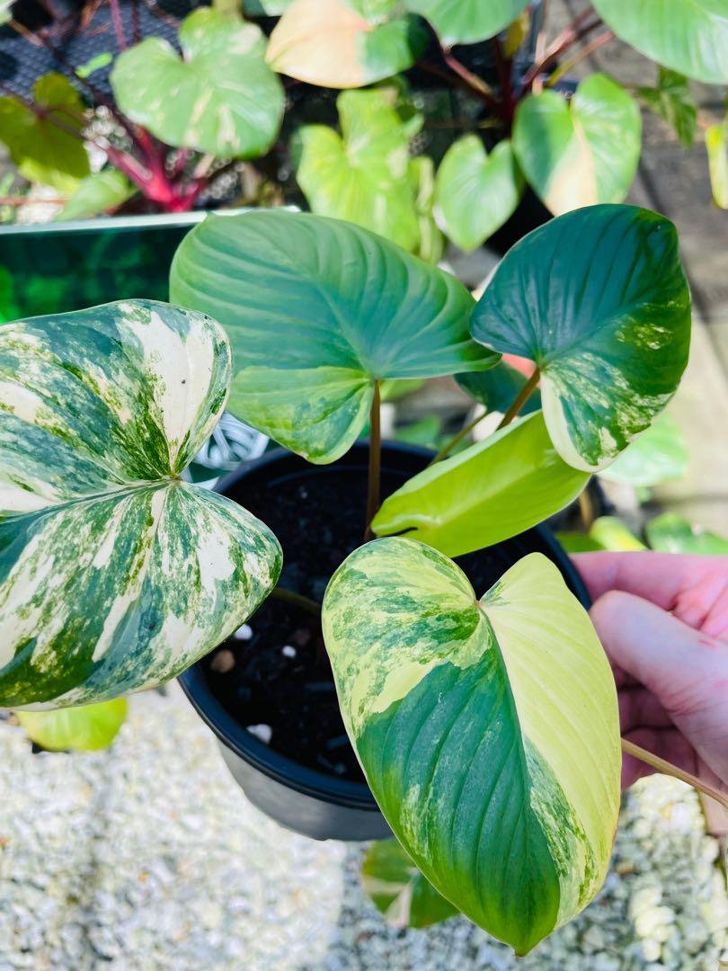 Homalomena Rubescens Variegated Yellow Sapphire , Furniture & Home ...