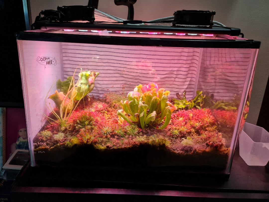 carnivorous plant terrarium sundew, Furniture & Home Living, Gardening ...