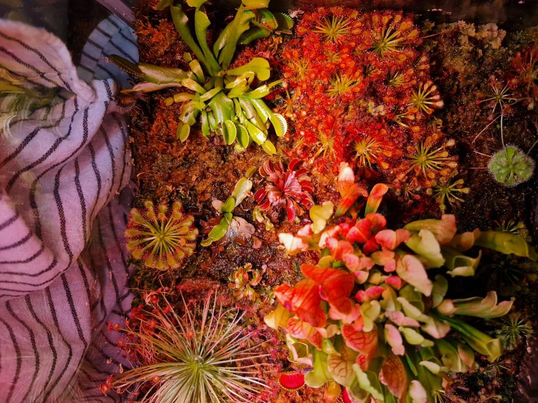 carnivorous plant terrarium sundew, Furniture & Home Living, Gardening ...