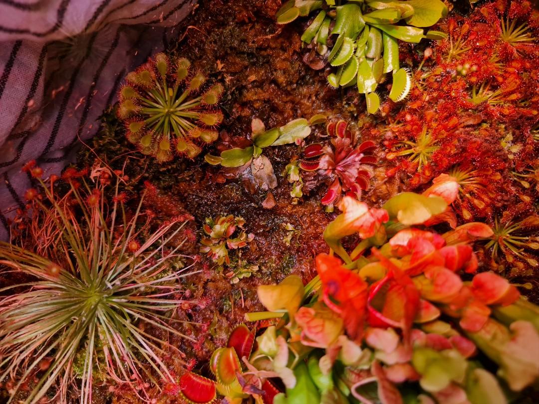 carnivorous plant terrarium sundew, Furniture & Home Living, Gardening ...