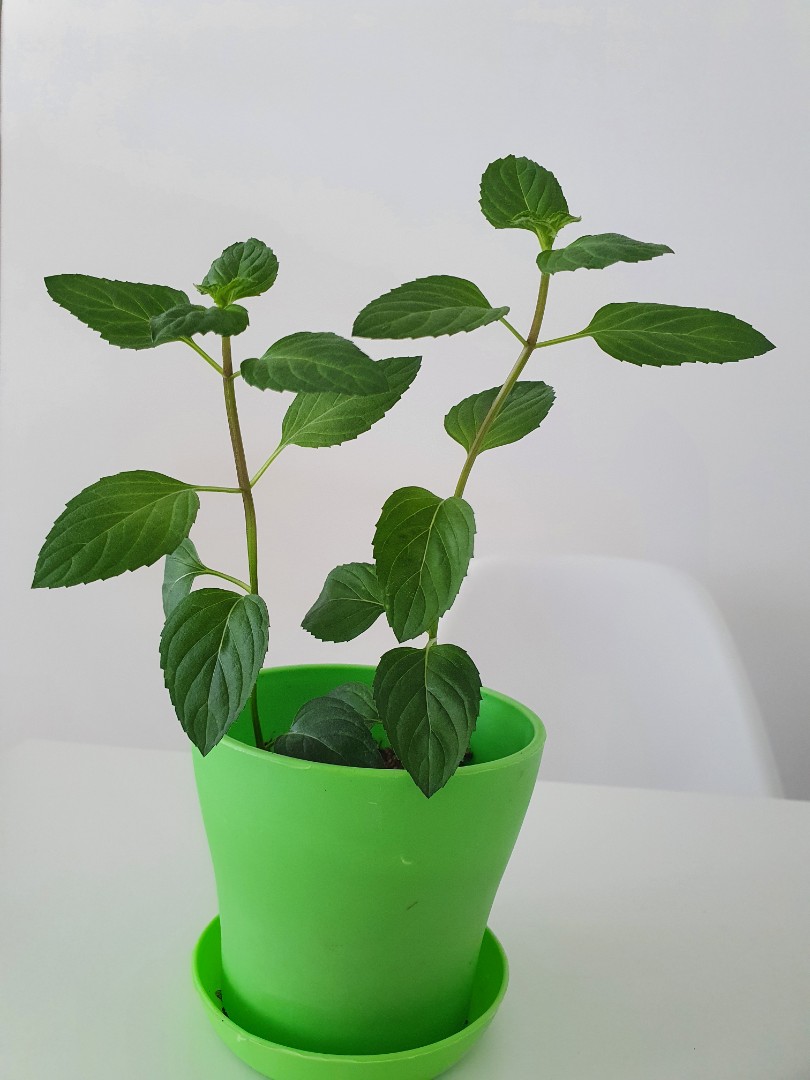 Swiss alps mint, Furniture & Home Living, Gardening, Plants & Seeds on ...