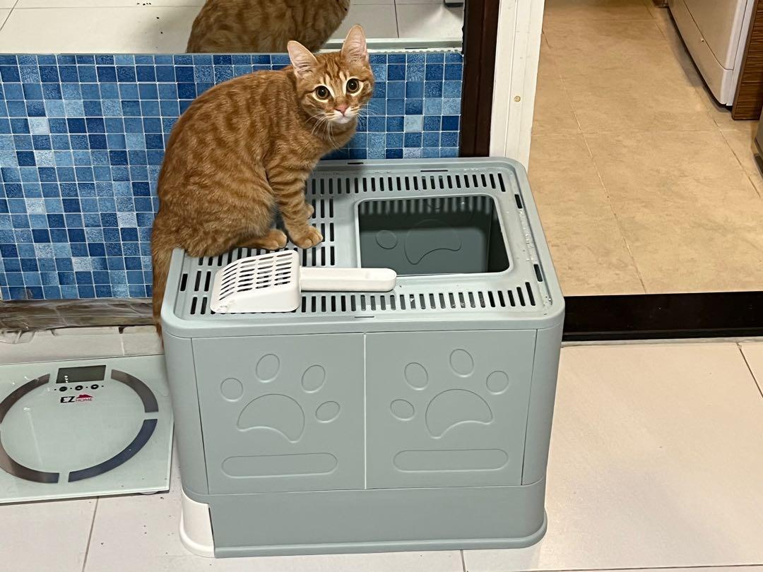猫砂盆 猫厕所 Cat Toliet 寵物用品 寵物家品及其他 Carousell