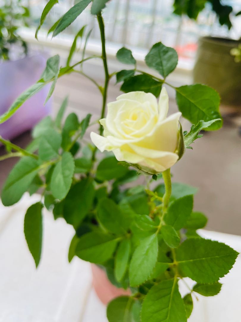 Mini Rose Plant - White, Furniture & Home Living, Gardening, Plants ...