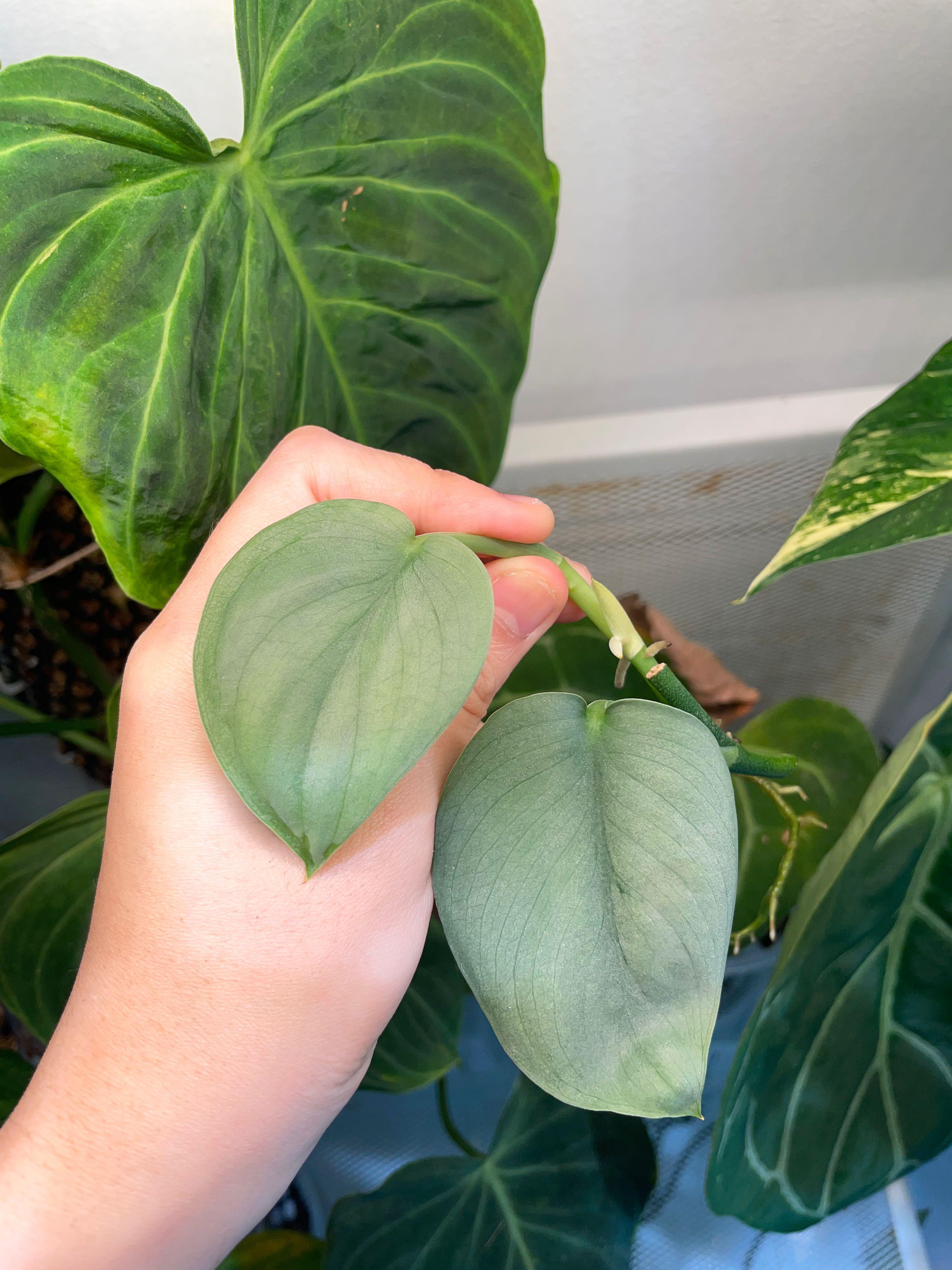 Scindapsus silver hero/ platinum, Furniture & Home Living, Gardening ...