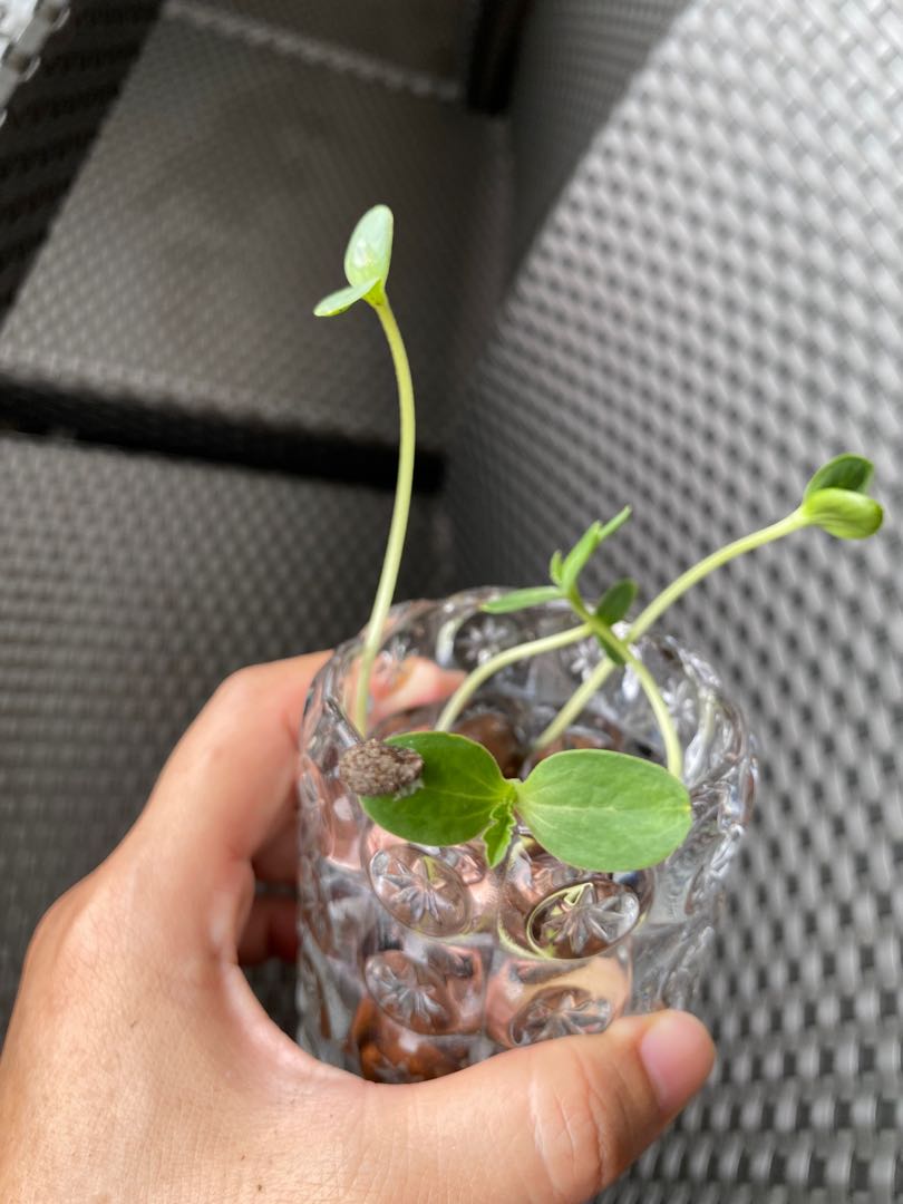 Thai mini watermelon seedlings (2 per pax), Furniture & Home Living ...
