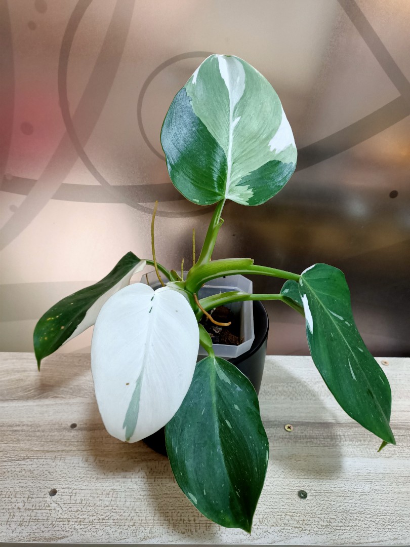 Philodendron White Wizard Variegated (Full moon), Furniture & Home ...