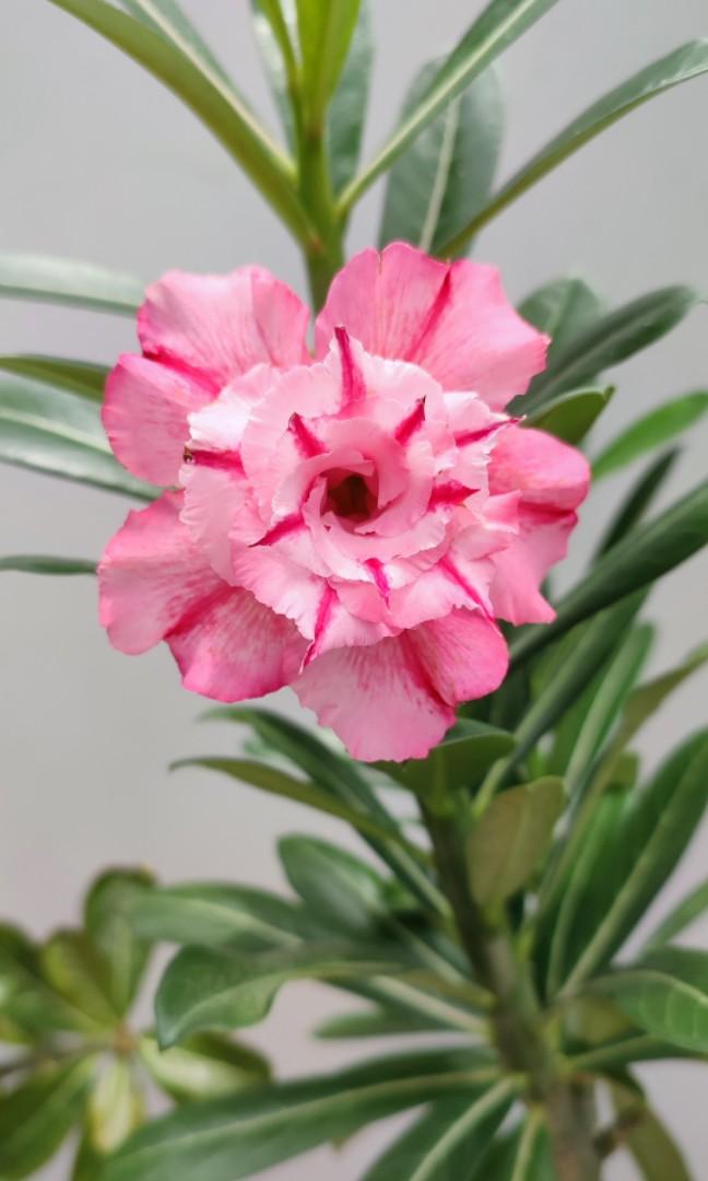 Adenium, Fu Gui hua pink with red stripes, white, Furniture & Home ...