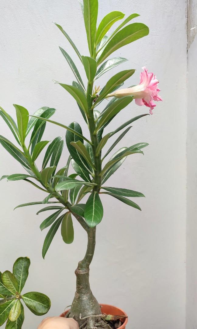 Adenium, Fu Gui hua pink with red stripes, white, Furniture & Home ...