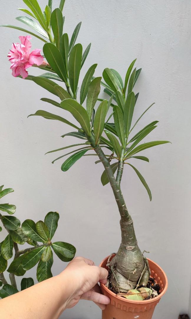 Adenium, Fu Gui hua pink with red stripes, white, Furniture & Home ...