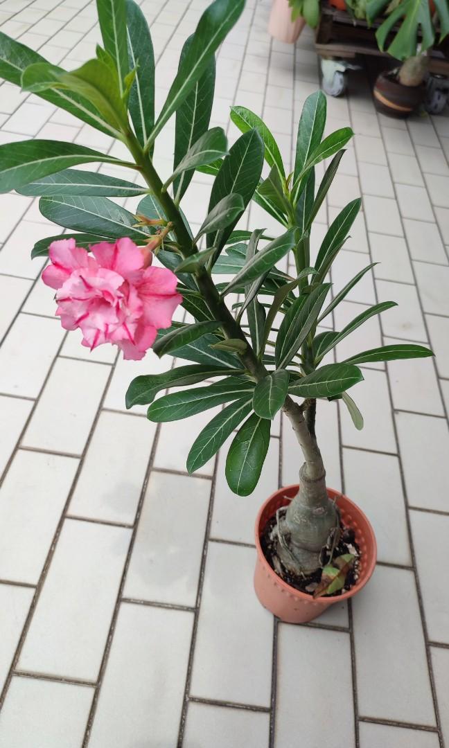 Adenium, Fu Gui hua pink with red stripes, white, Furniture & Home ...