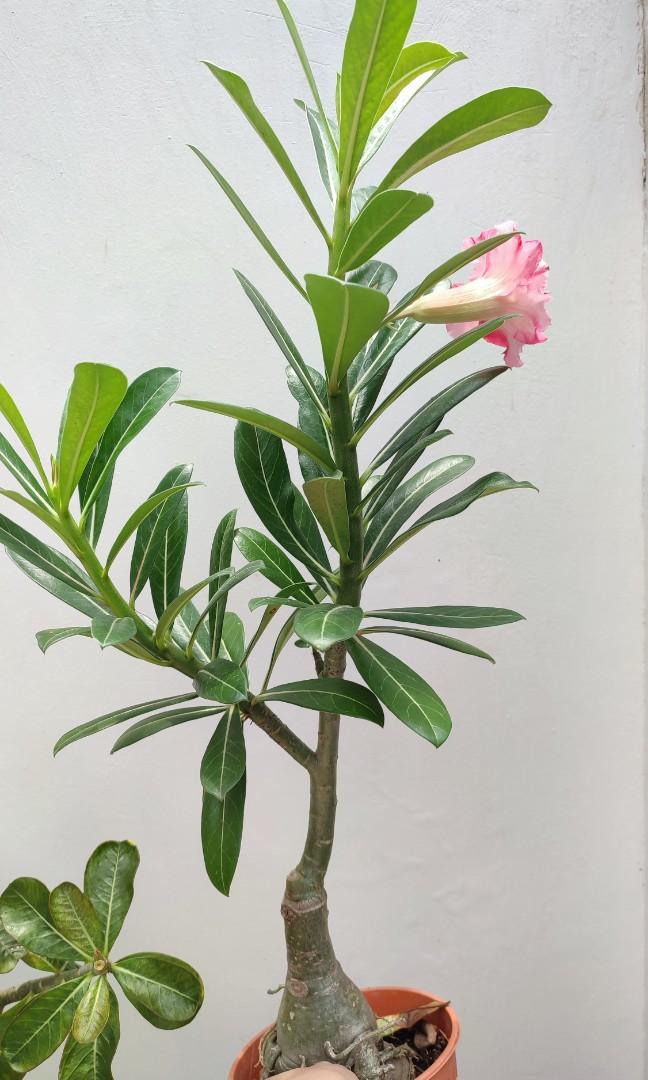 Adenium, Fu Gui hua pink with red stripes, white, Furniture & Home ...