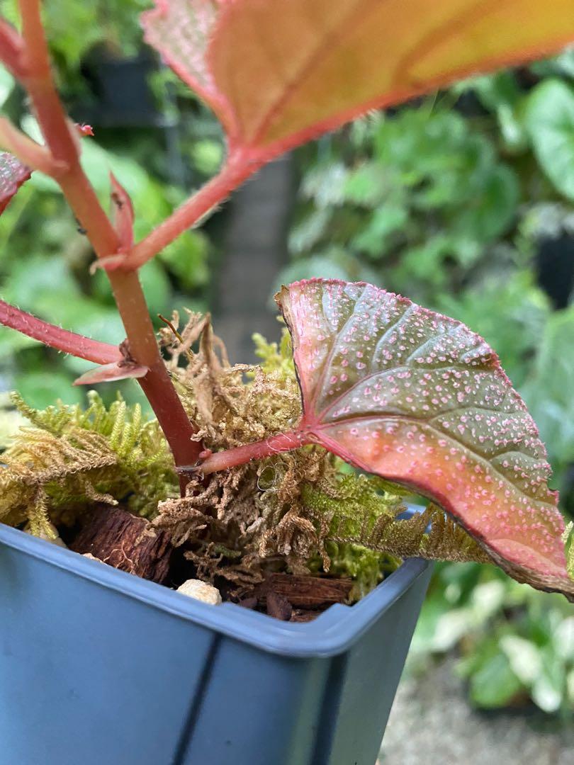 Begonia U062, Furniture & Home Living, Gardening, Plants & Seeds on ...