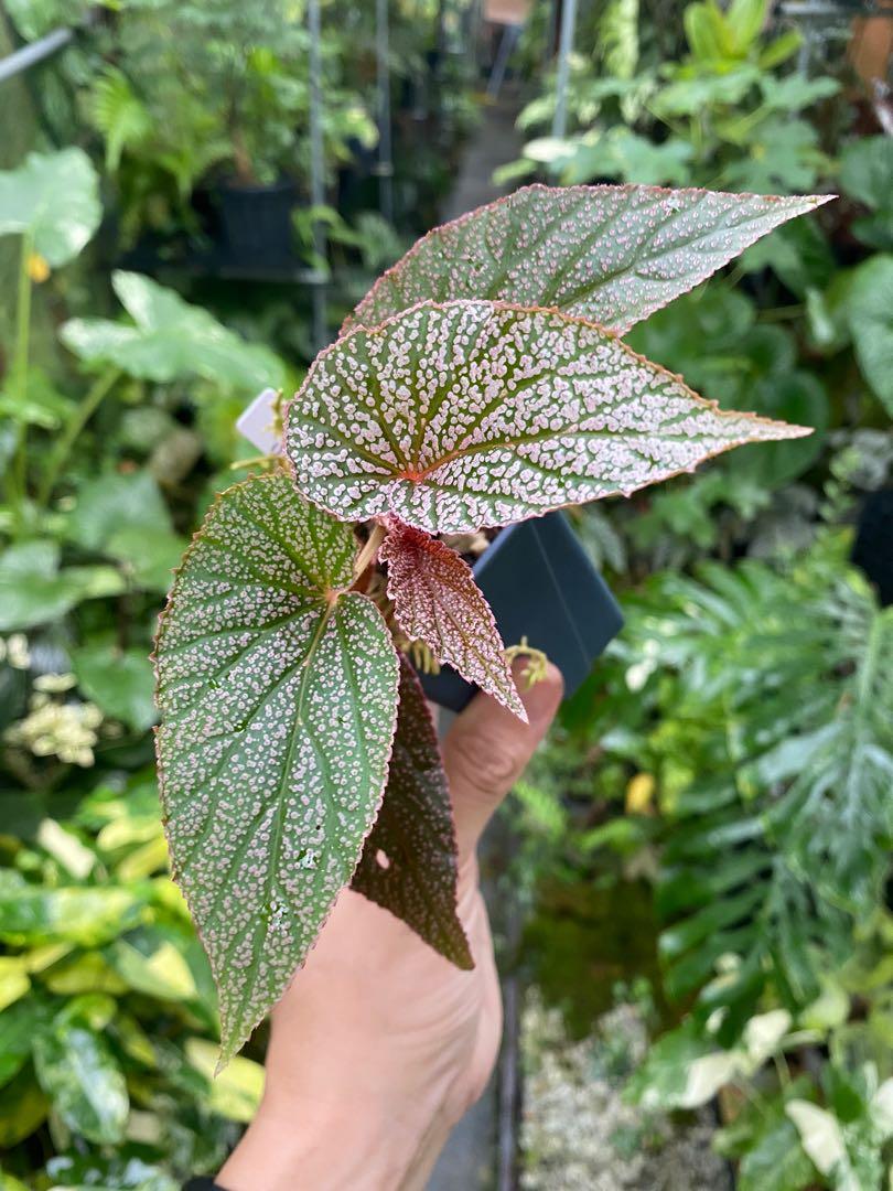 Begonia U062, Furniture & Home Living, Gardening, Plants & Seeds on ...