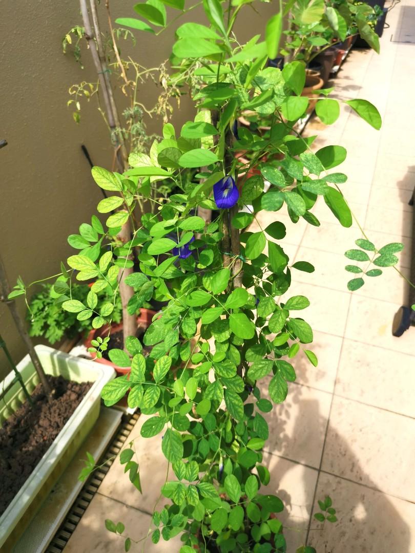 Blue Pea Plant, Furniture & Home Living, Gardening, Plants & Seeds on ...