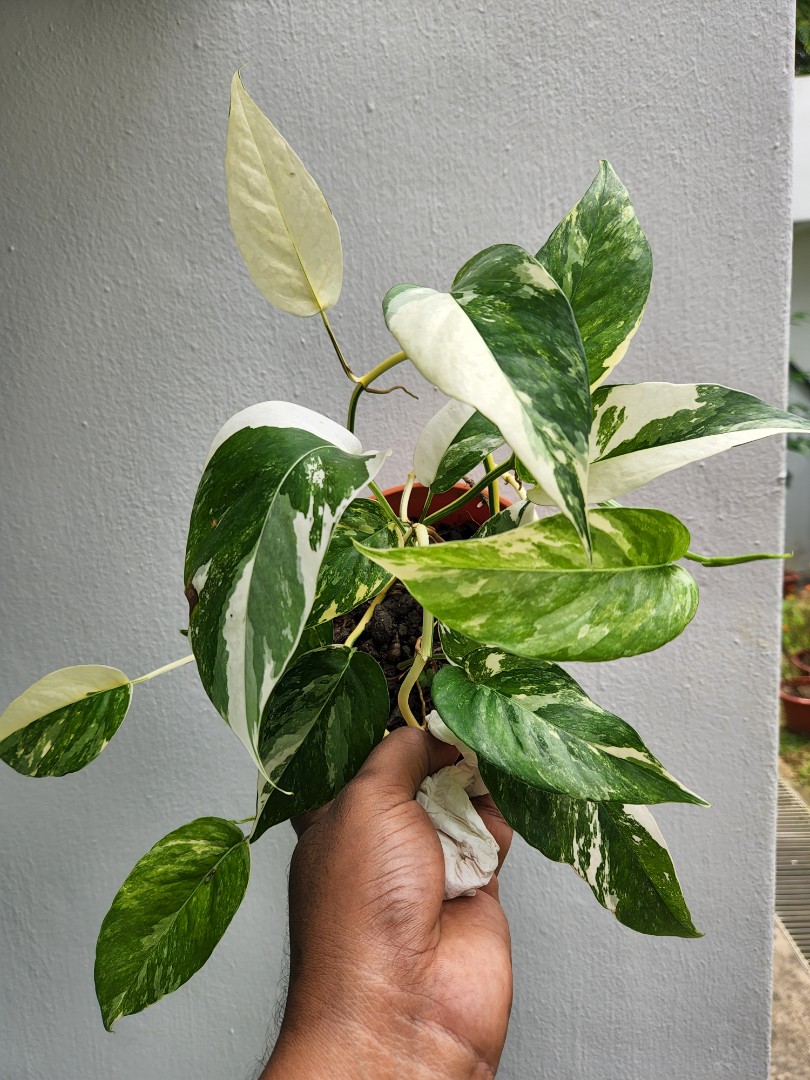 Epipremnum pinnatum 'Albo', Furniture & Home Living, Gardening, Plants ...