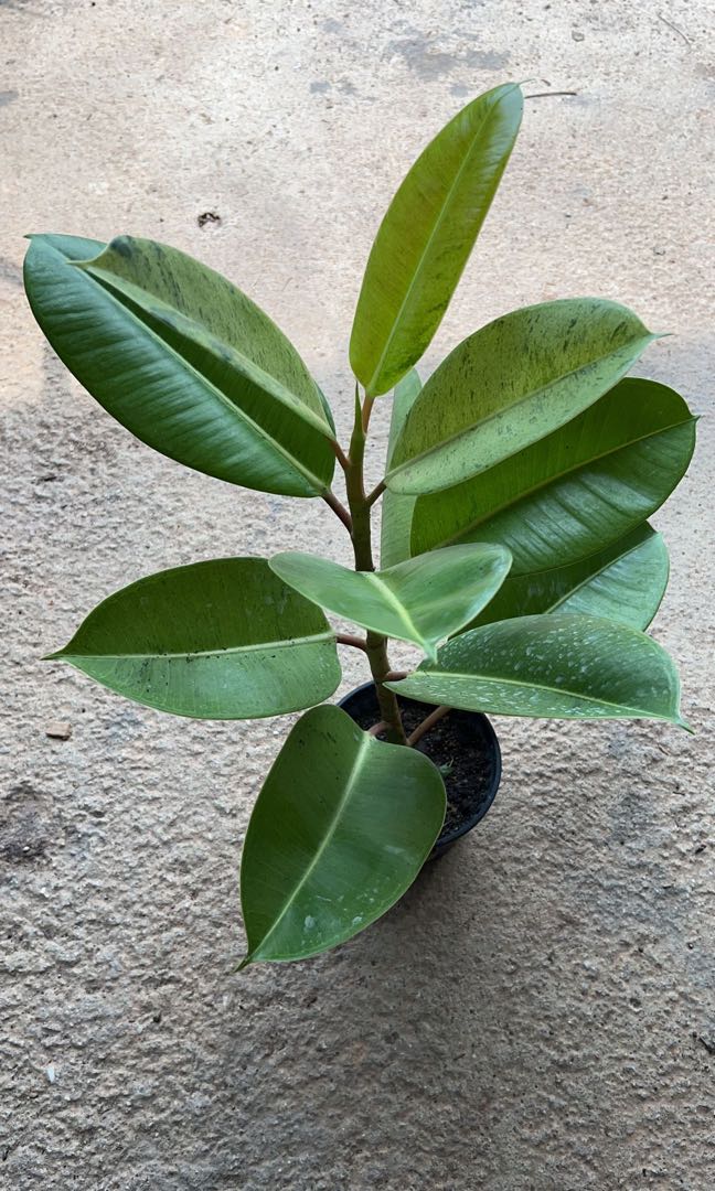 Rare Ficus Hybrid -Ficus Shivereana Variegated , Furniture & Home ...
