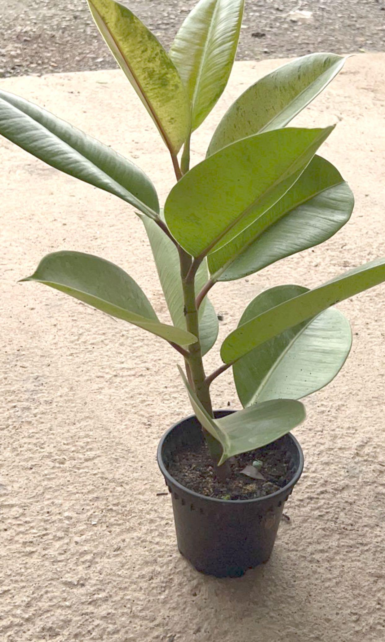 Rare Ficus Hybrid -Ficus Shivereana Variegated , Furniture & Home ...